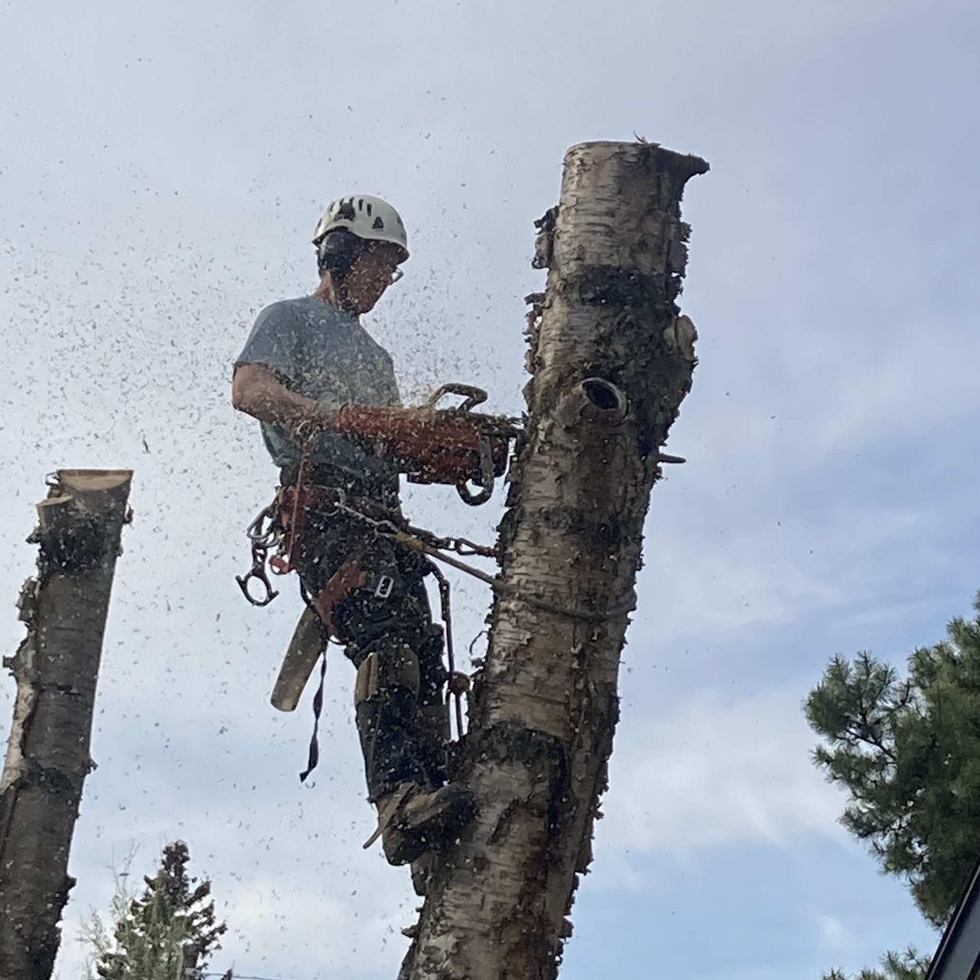 Tree Removal – Whispering Boughs Tree Service