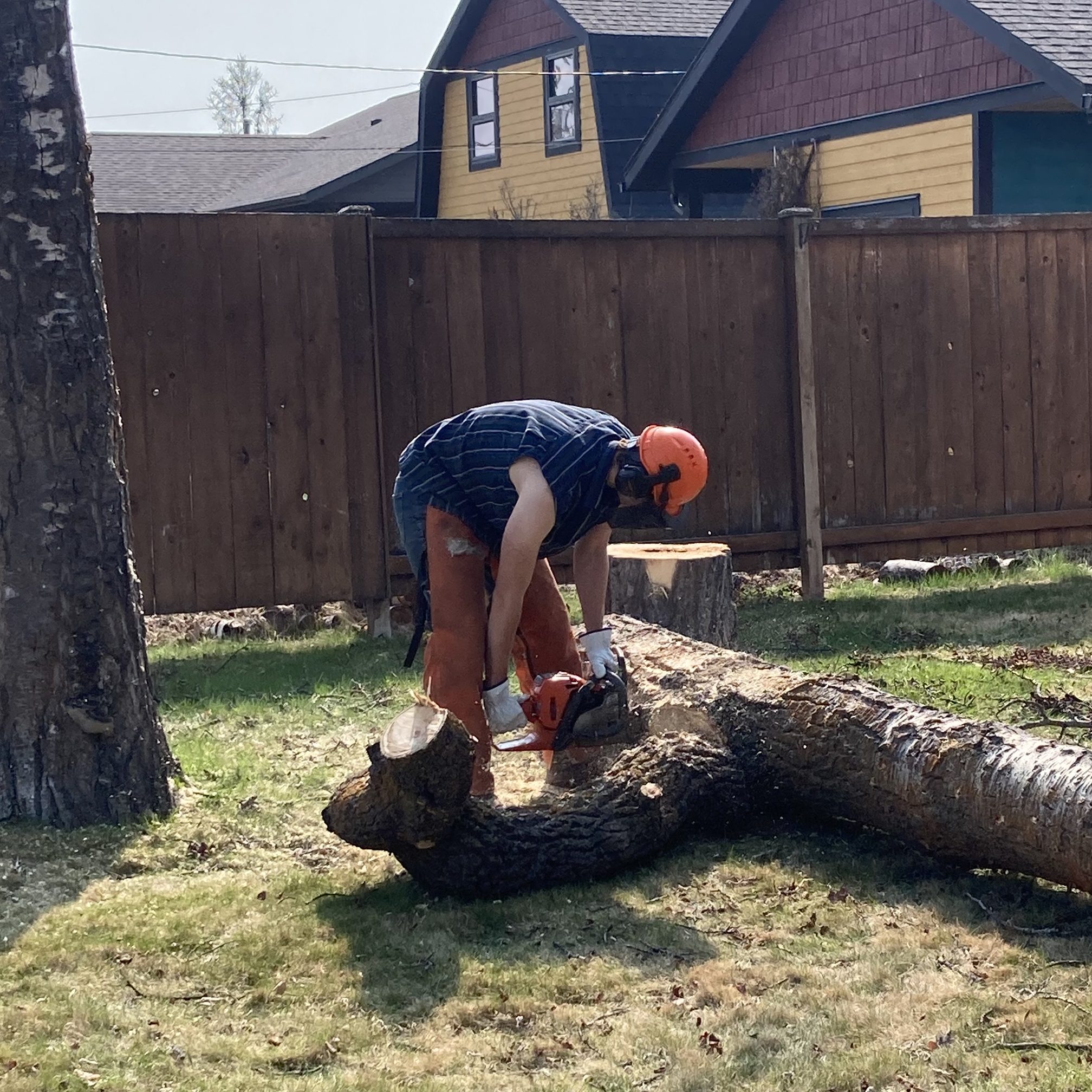 Tree Removal – Whispering Boughs Tree Service